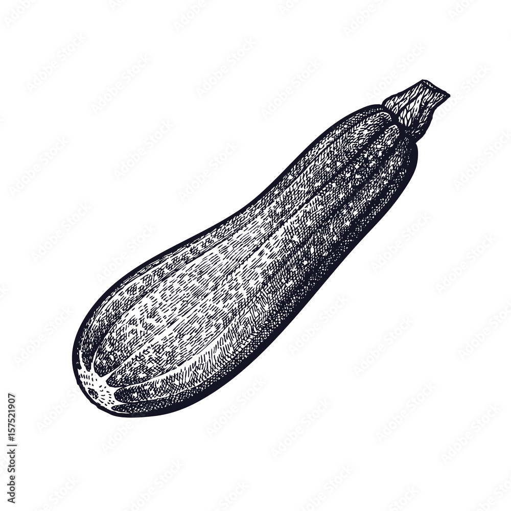 Zucchini. Hand drawing of vegetable. Vector art illustration. Isolated ...