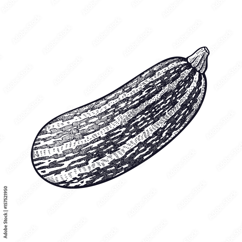 Squash. Hand drawing of vegetable. Vector art illustration. Isolated ...
