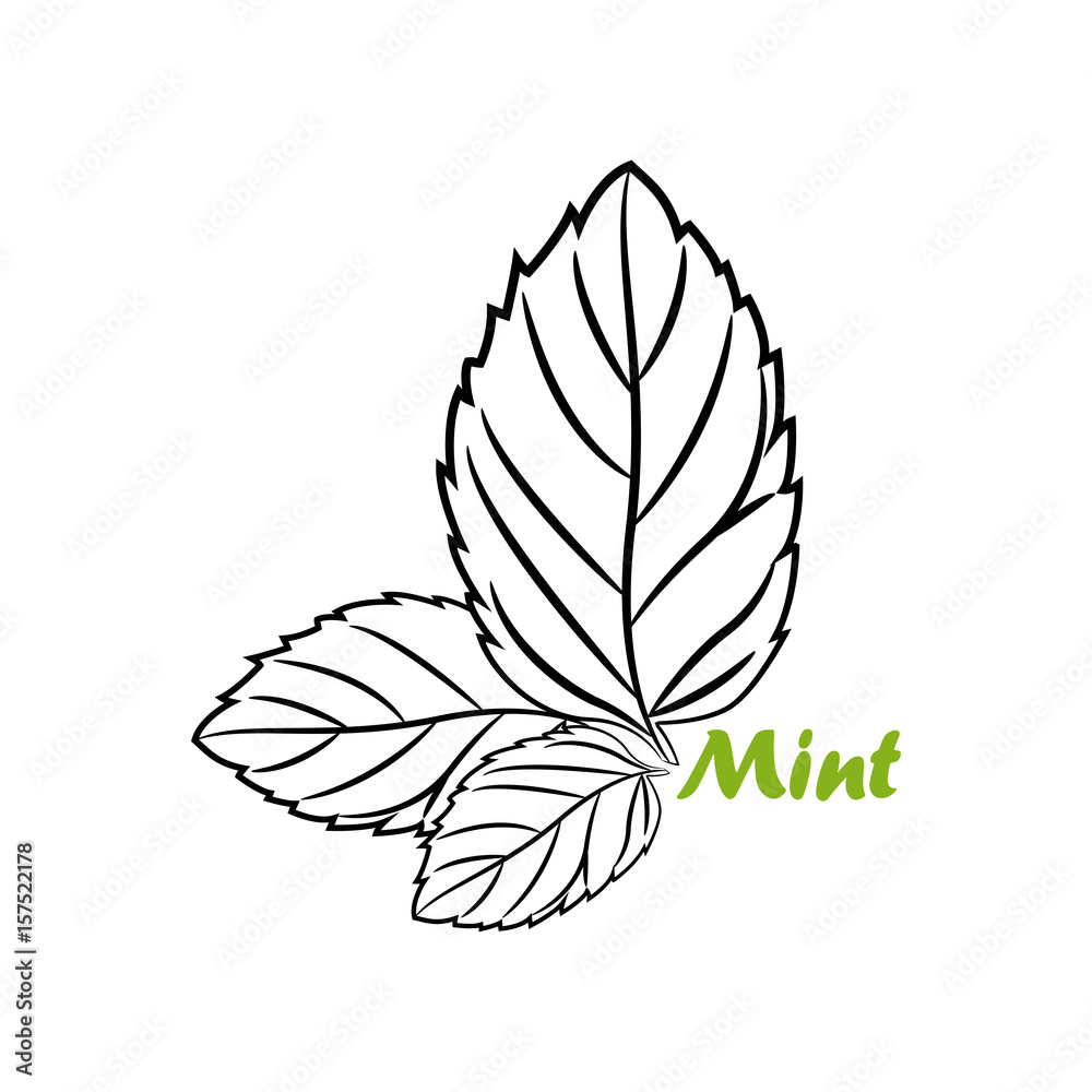 Vector illustration of hand drawn mint Stock Vector | Adobe Stock