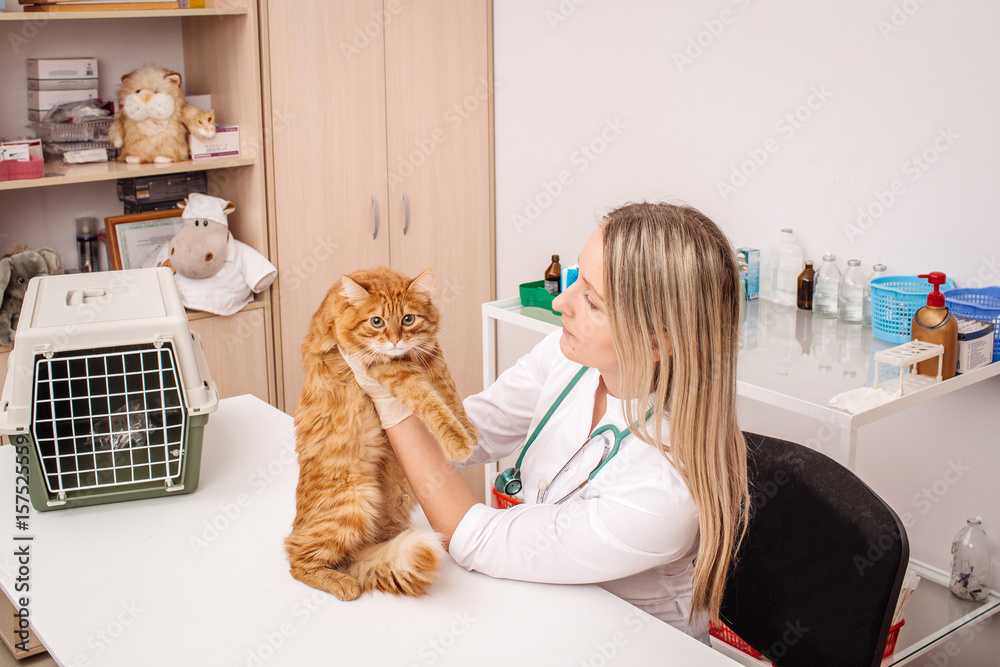 veterinarian doctor with stethoscope checking up cat at vet clinic ...