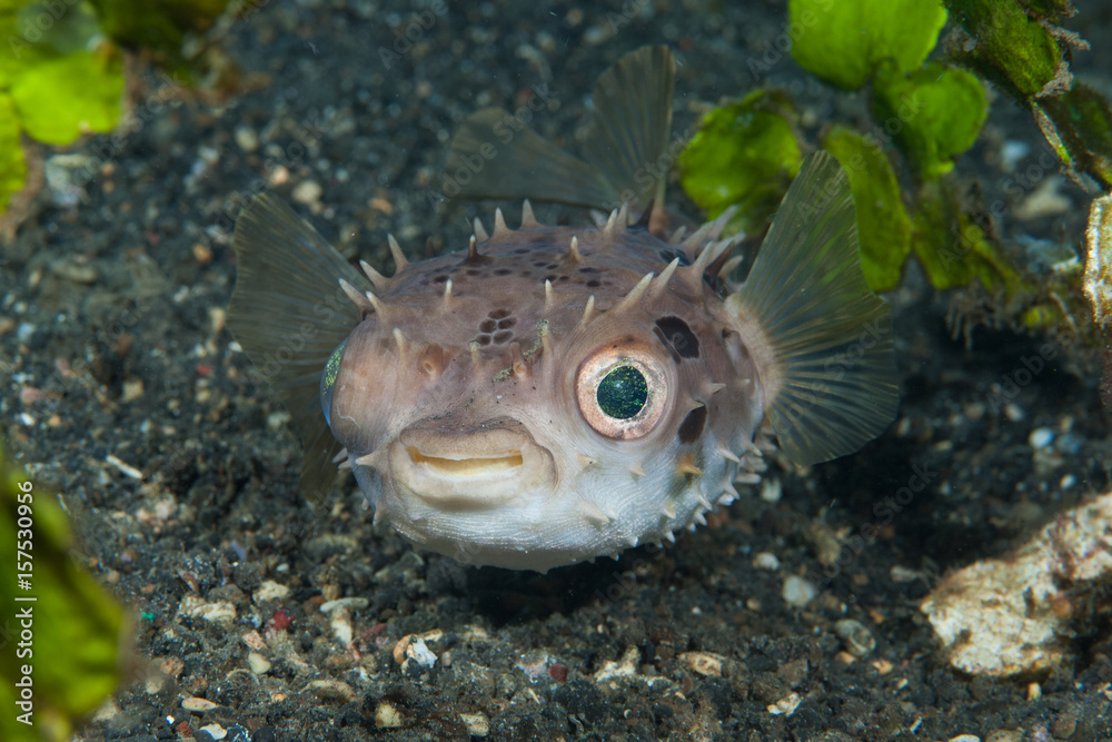 Ballon Fish Stock-Foto | Adobe Stock