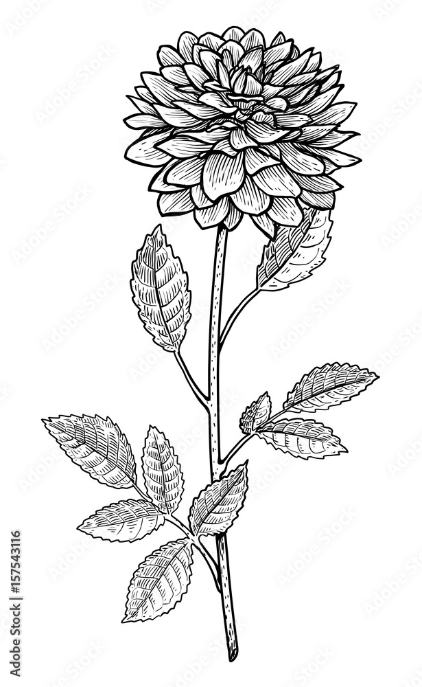 Dahlia illustration, drawing, engraving, ink, line art, vector Stock ...