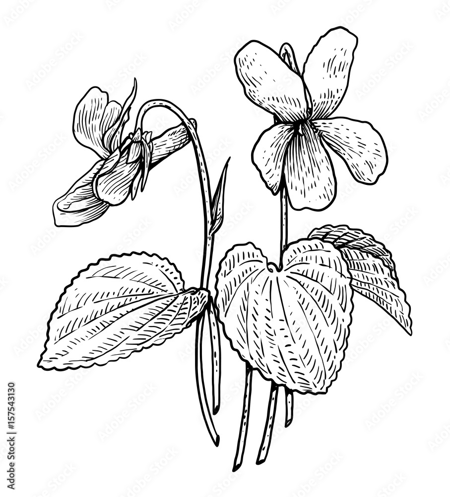 Violet illustration, drawing, engraving, ink, line art, vector Stock ...
