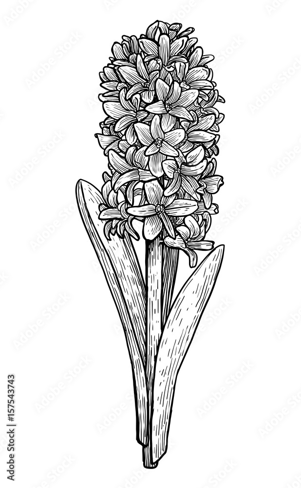 Hyacinth illustration, drawing, engraving, ink, line art, vector Stock ...
