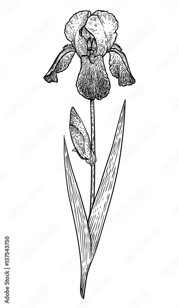 Iris illustration, drawing, engraving, ink, line art, vector Stock ...
