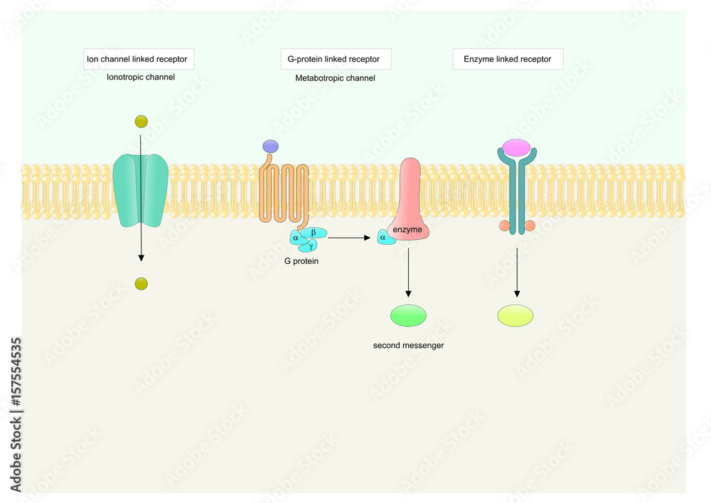 maini types of cell receptors (trans membrane receptors) vector de ...