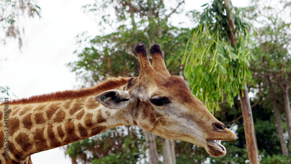 Smiling giraffe. It is a genus of mammals, the tallest living ...