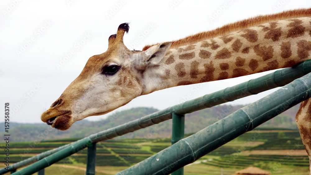 Smiling giraffe. It is a genus of mammals, the tallest living ...