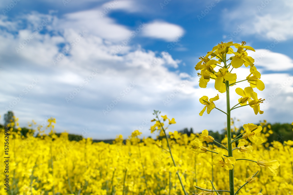 Rapeseed Stock Photo | Adobe Stock