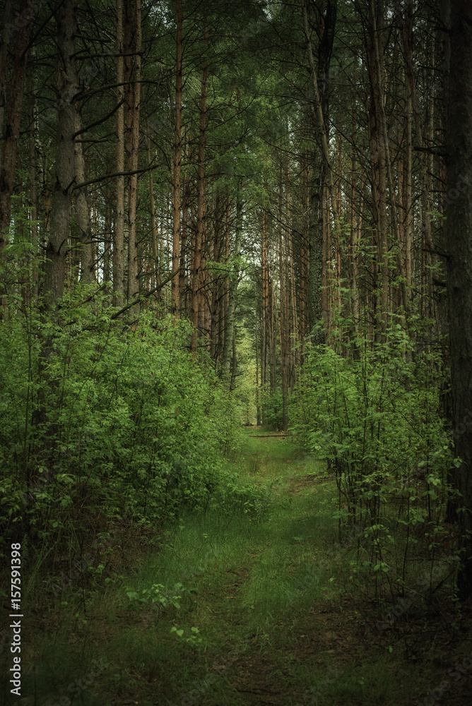 Vintage Forest Photography