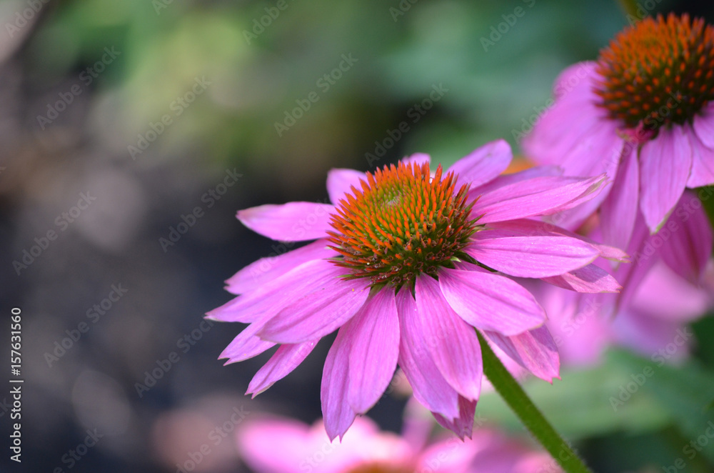 Beautiful Flowering Coneflower Blossom Flowering Stock Photo | Adobe Stock