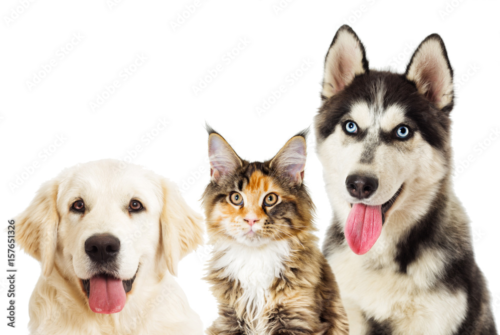 Portrait of Siberian husky And cat maine coon on white background Stock ...