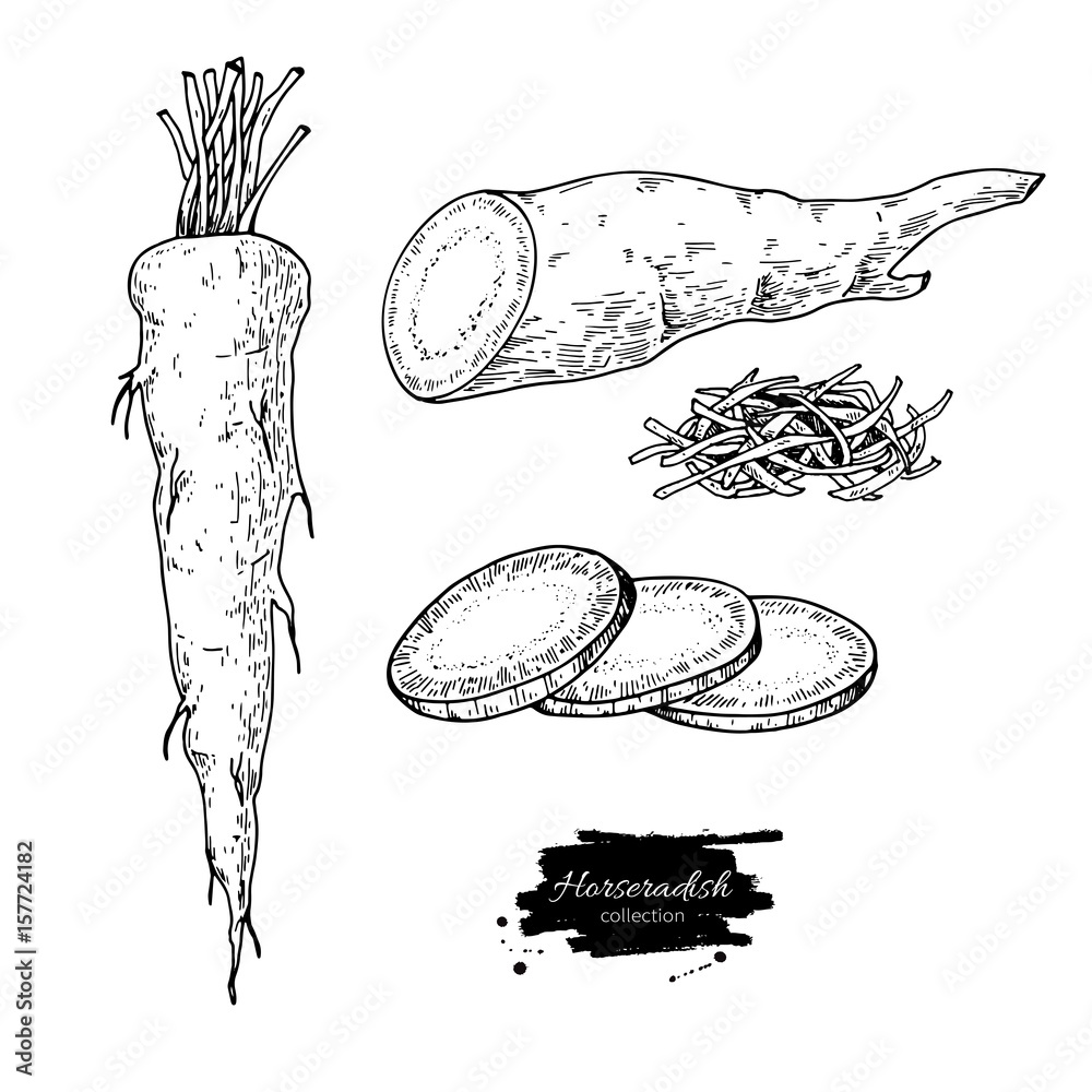 Horseradish hand drawn vector illustration. Isolated Vegetable engraved ...