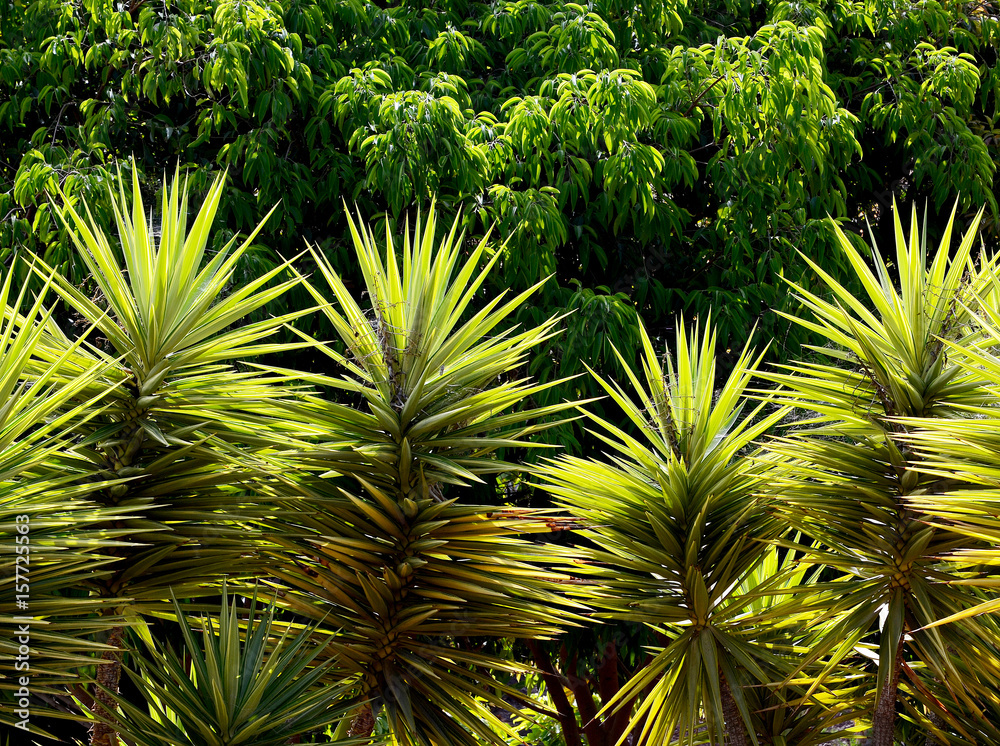 Yucca plants in the park of Tenerife,Canary Islands,Spain.Spanish ...