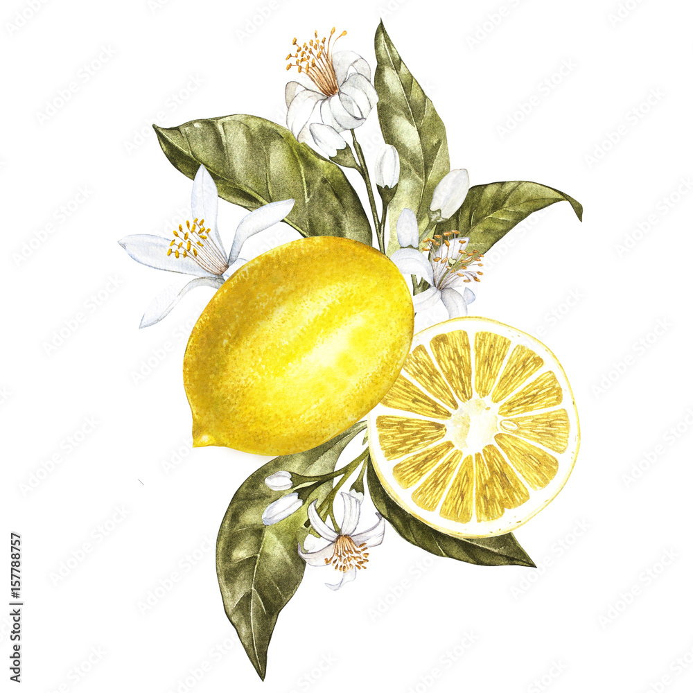 Branch of watercolor lemon tree with leaves, yellow lemons and flowers ...