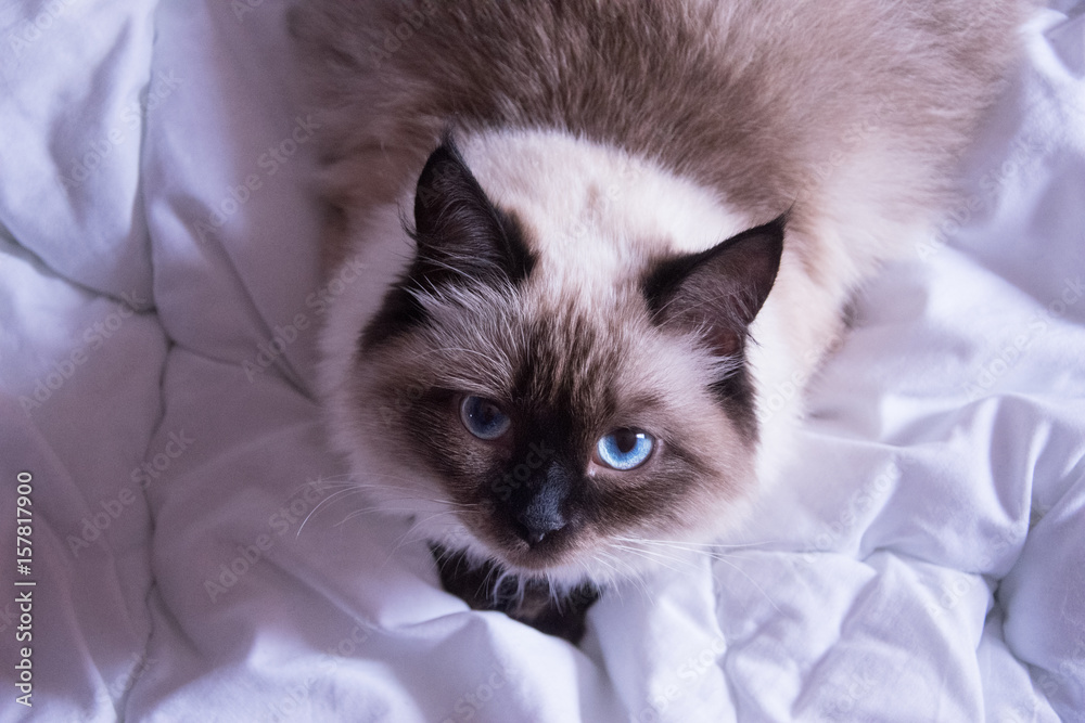 White Siamese Cat Fluffy