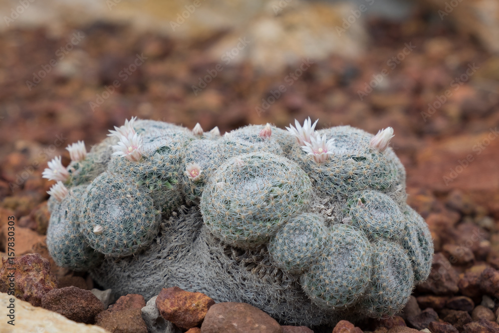 Mammillaria plumosa is a clumping plants that forms low, dense mounds ...