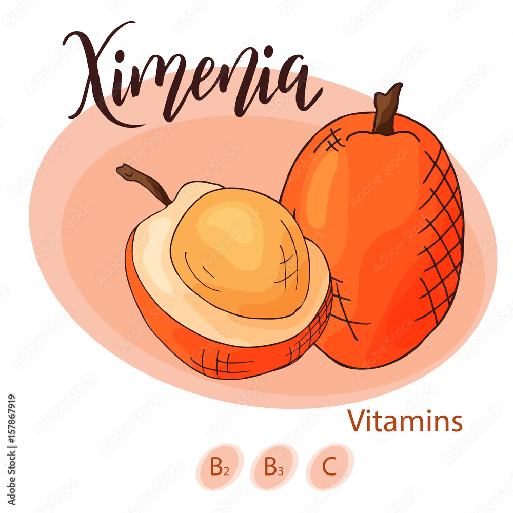 Hand drawn fruit illustration. Sweet ximenia element. Vector sketch for ...