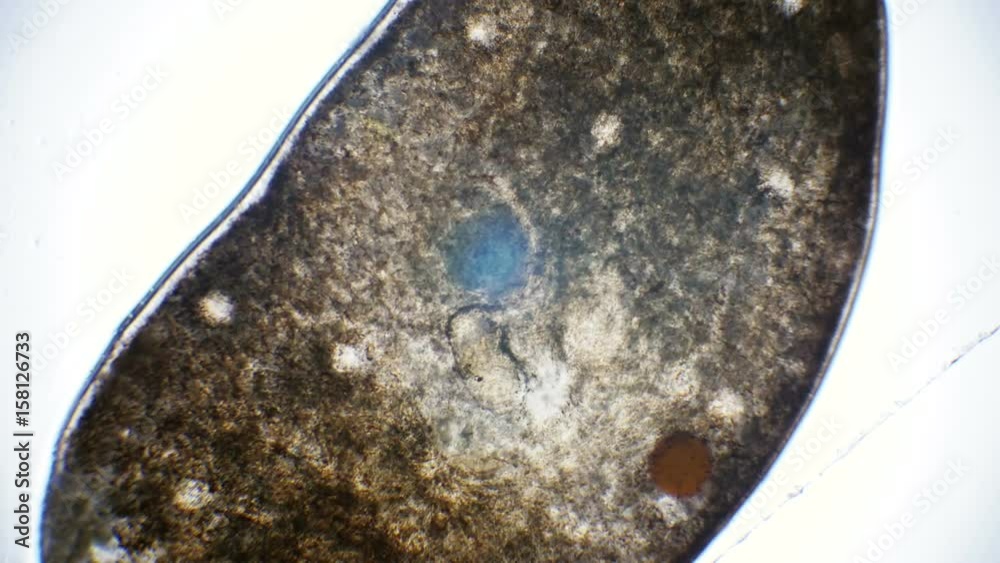 Body of a living leech worm under the microscope Stock Video | Adobe Stock