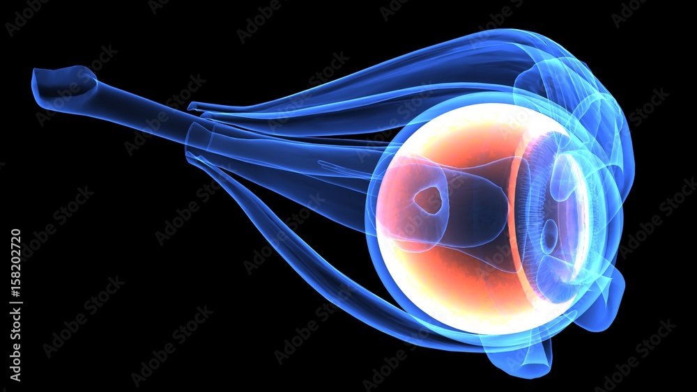 3d illustration human body eye anatomy Stock Illustration | Adobe Stock