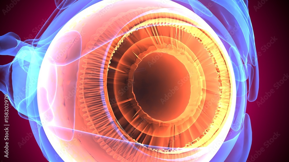 3d illustration human body eye anatomy Stock Photo | Adobe Stock