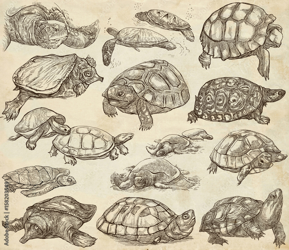 Turtles - collection of hand drawings, freehand sketches on old paper ...