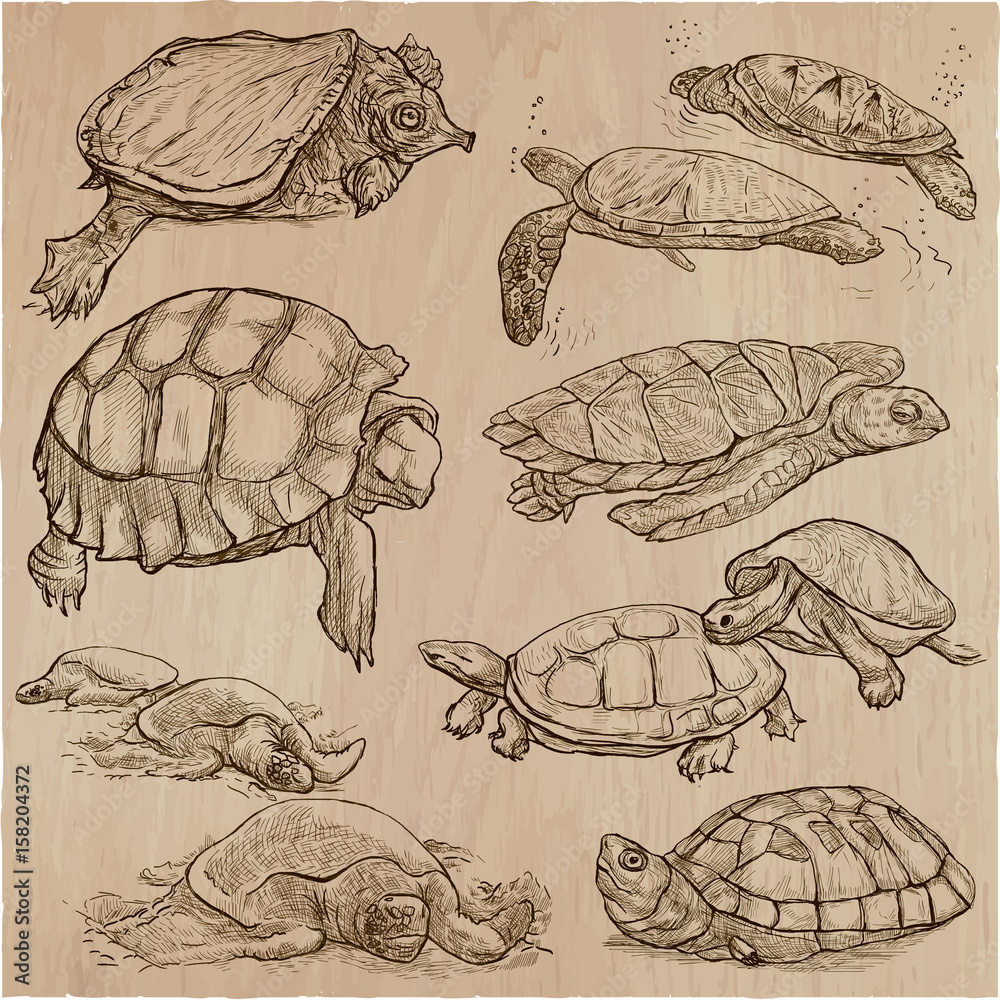 Turtles - An hand drawn vector collection. Tortoise. Set of hand ...