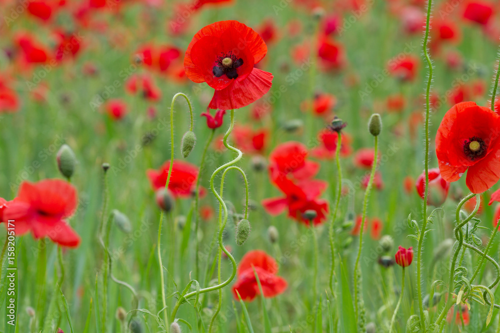 Plakat kwiat mak natura roślina bukiet - Dekowizja.pl