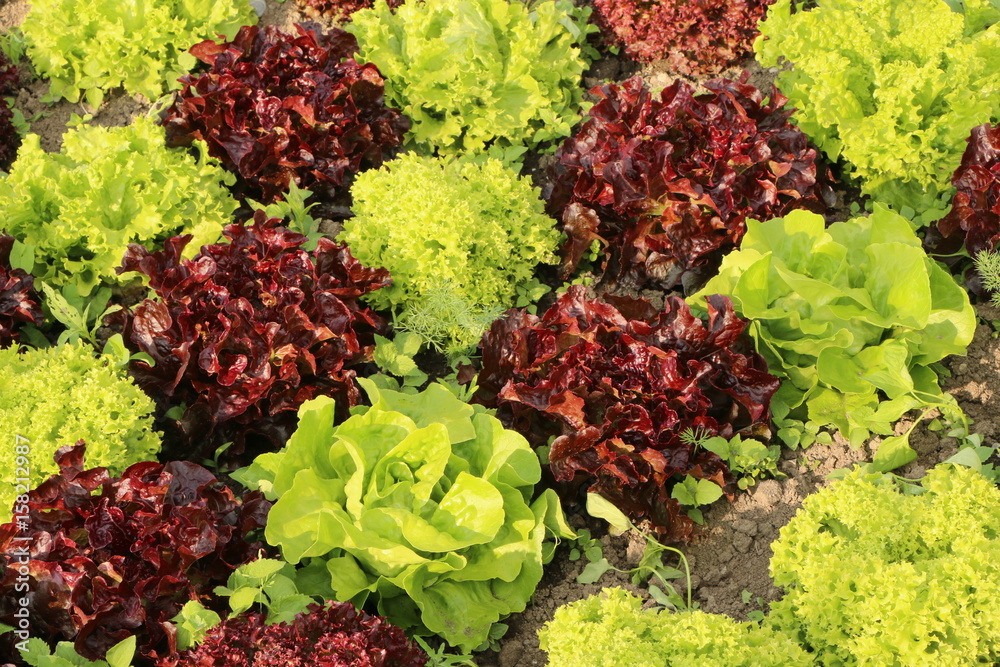 Various salads in a vegetable garden, verschiedene Salatsorten in einem ...
