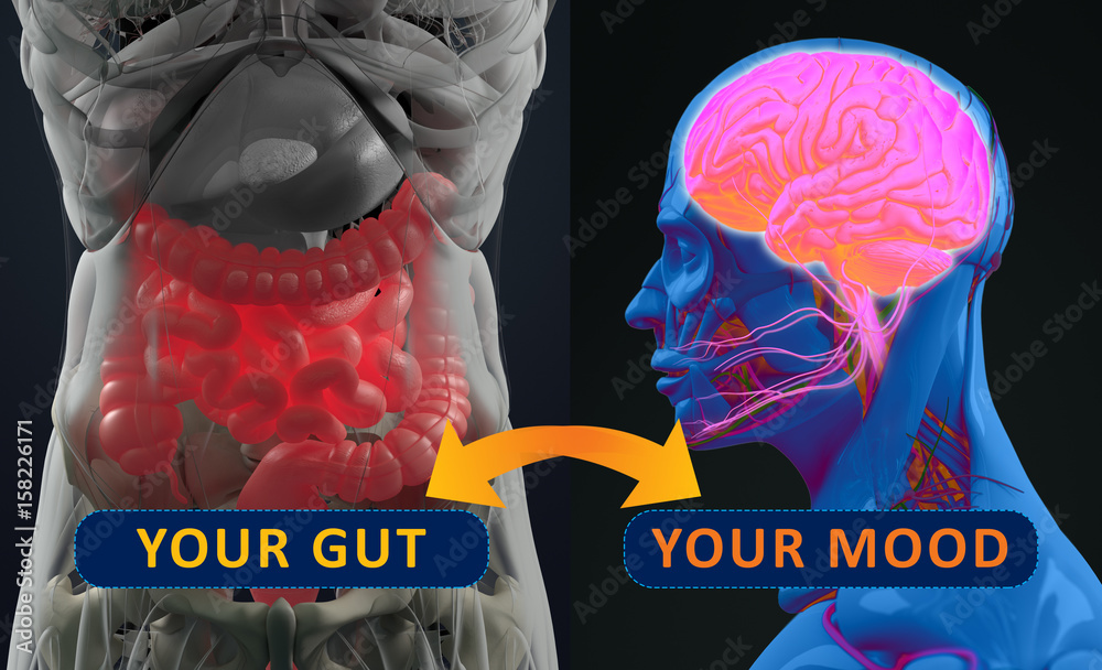 Gut Brain Connection Or Gut Brain Axis Concept Art Showing A