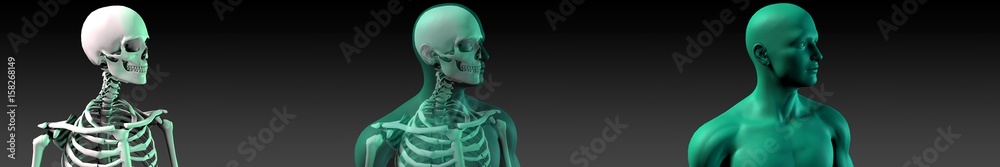 Human Bone Structure Diagram Stock Illustration | Adobe Stock
