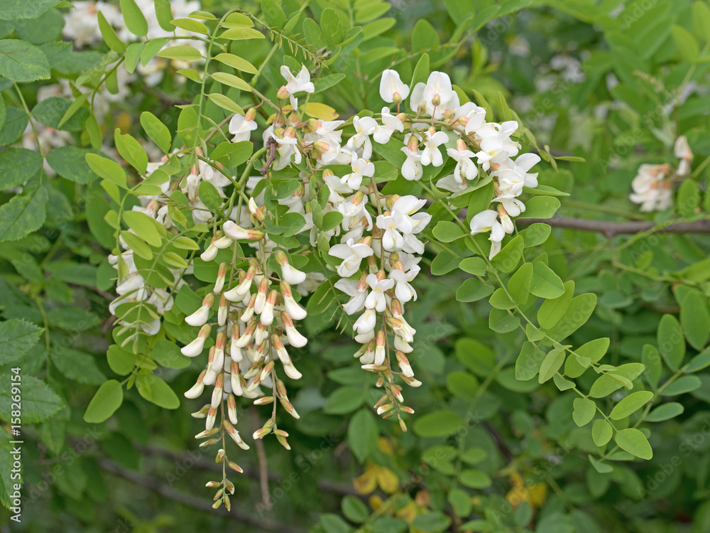 Blühende Akazie, Acacia Stock Photo | Adobe Stock