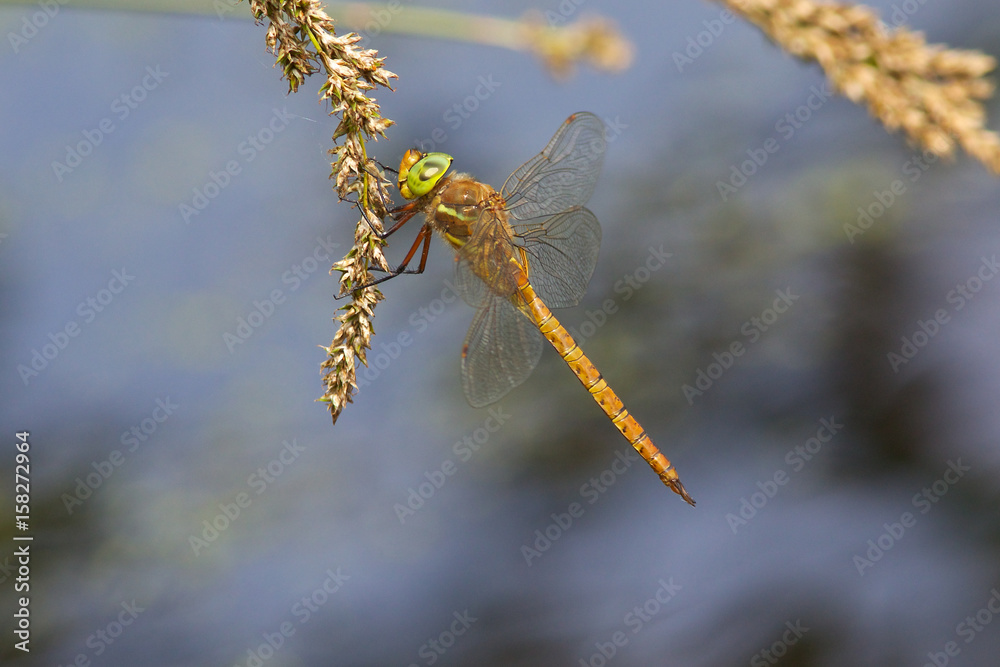 A Norfolk Hawker also known as a Green-eyed Hawker, Aeshna isosceles ...