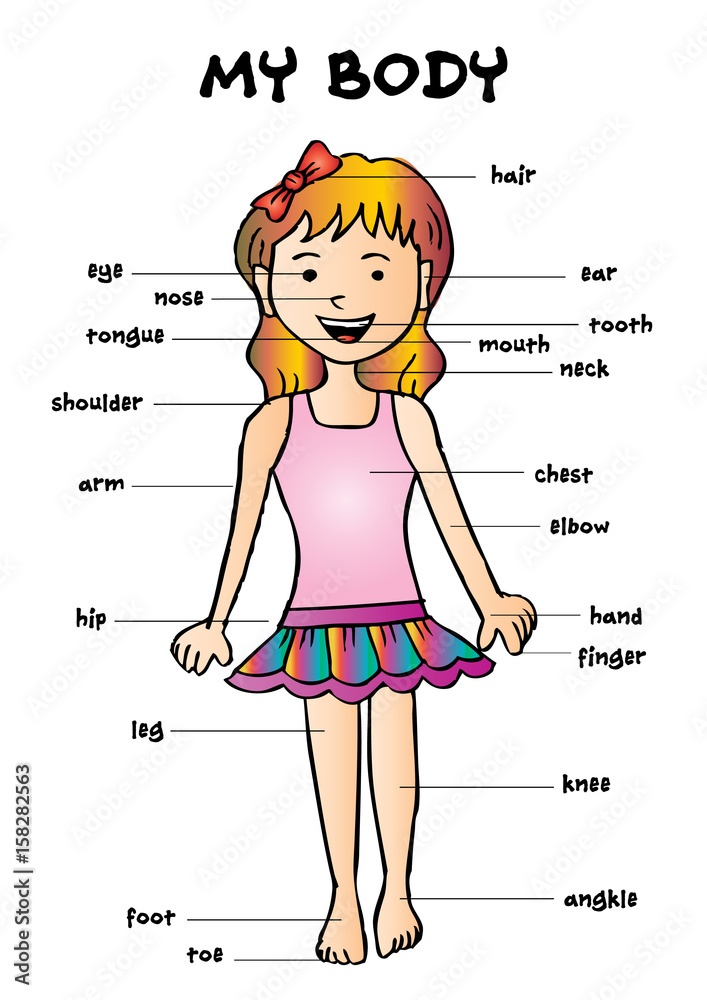 My body", educational info graphic chart for kids showing parts of ...
