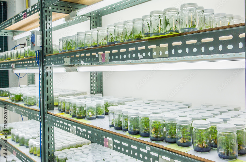 Plant tissue culture in the laboratory, lab tissue in university Stock ...