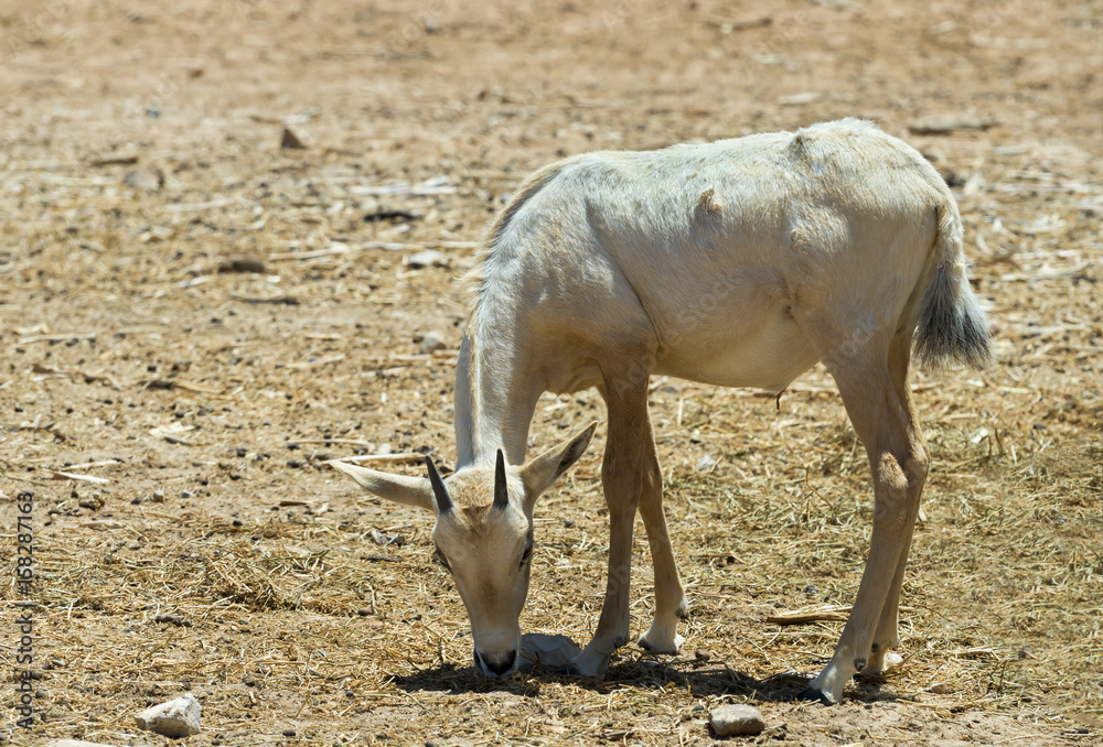 Baby Arabian Oryx