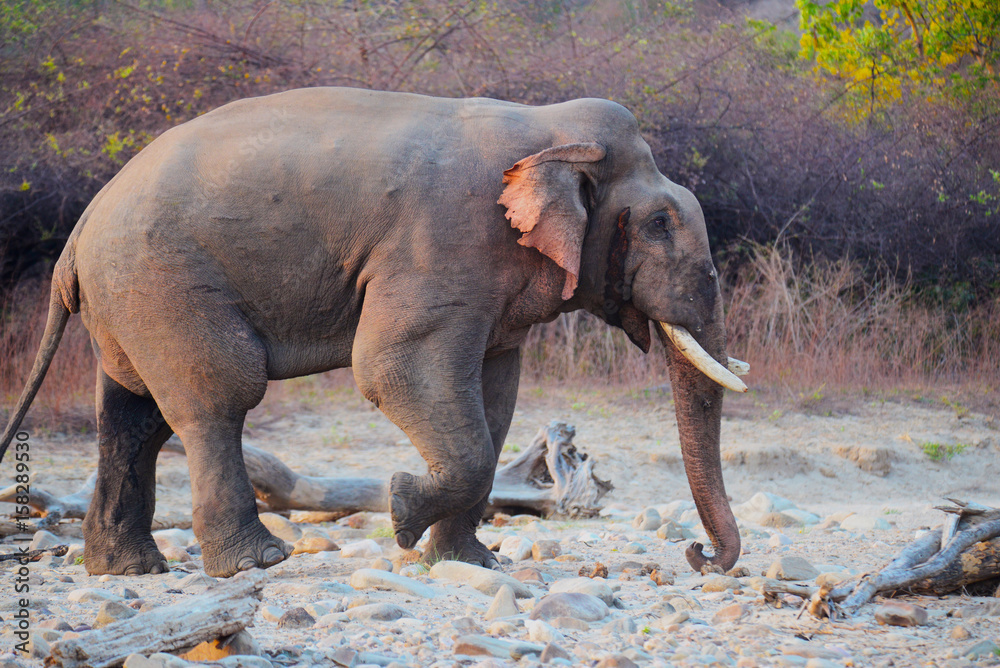 The Indian elephant (Elephas maximus indicus) is one of three ...