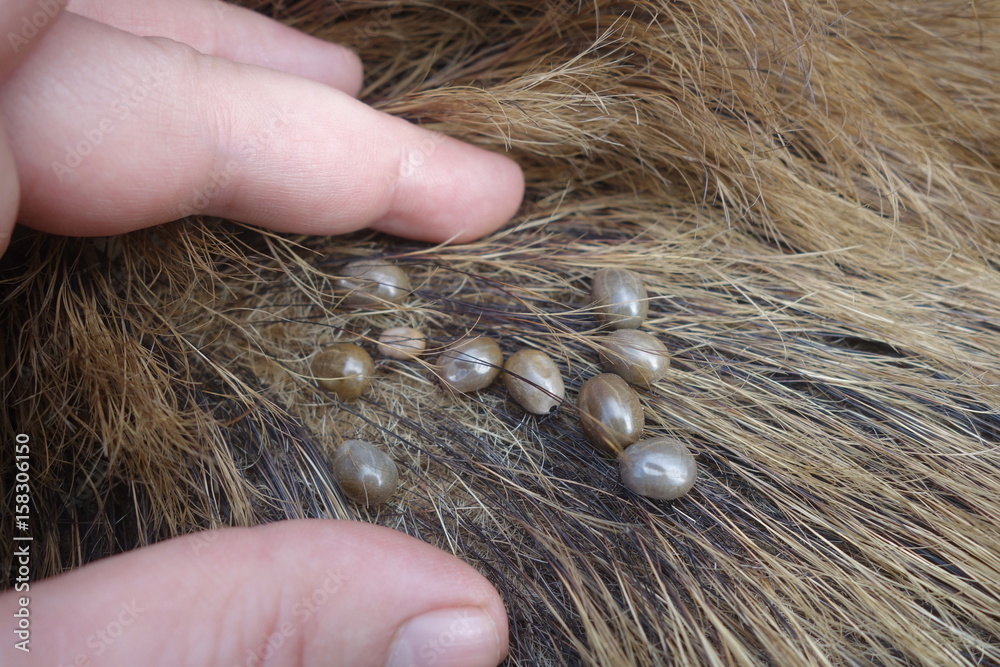 Ticks on the wool of a wild pig. Ixodes ricinus. Stock Photo | Adobe Stock