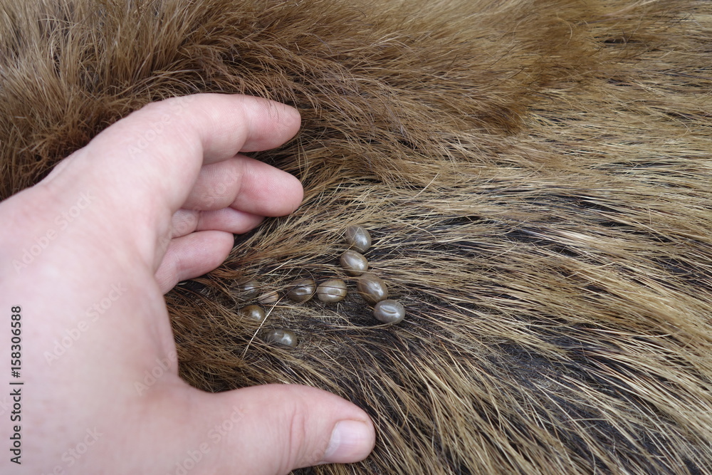Ticks on the wool of a wild pig. Ixodes ricinus. Stock Photo | Adobe Stock