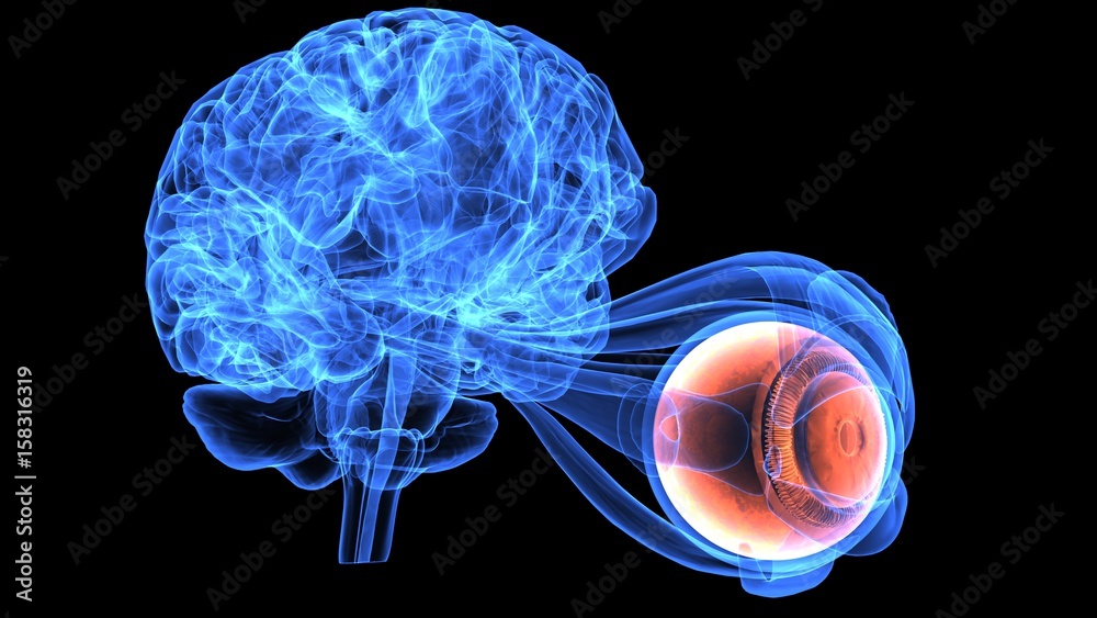 3d illustration of human body brain and eye anatomy Stock Illustration ...