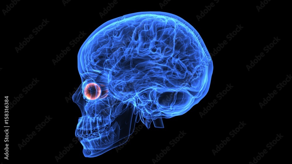 3d illustration of human body brain and eye anatomy Stock Illustration ...