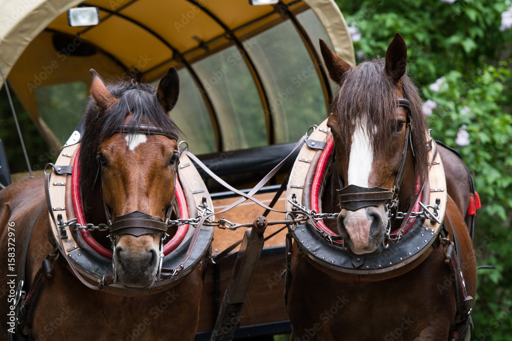 Pferdekutsche Stock-Foto | Adobe Stock