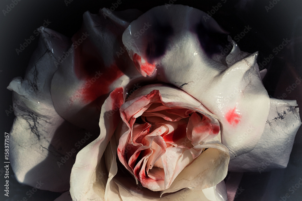 Bloodied wet flower of a withering white rose Stock Photo | Adobe Stock