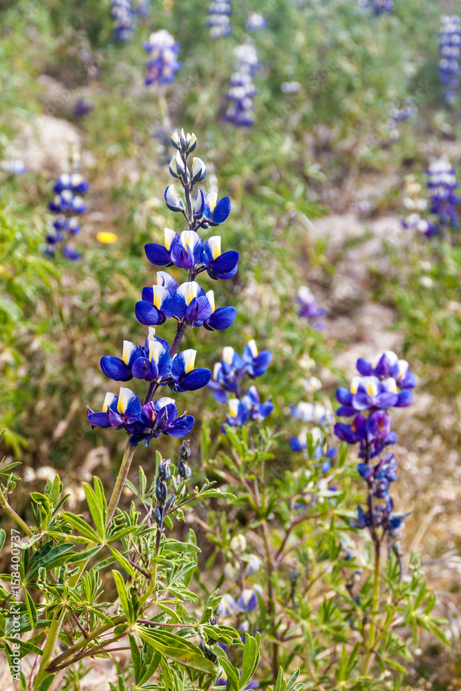 Lupinus mutabilis, species of lupin grown in the Andes, mainly for its ...