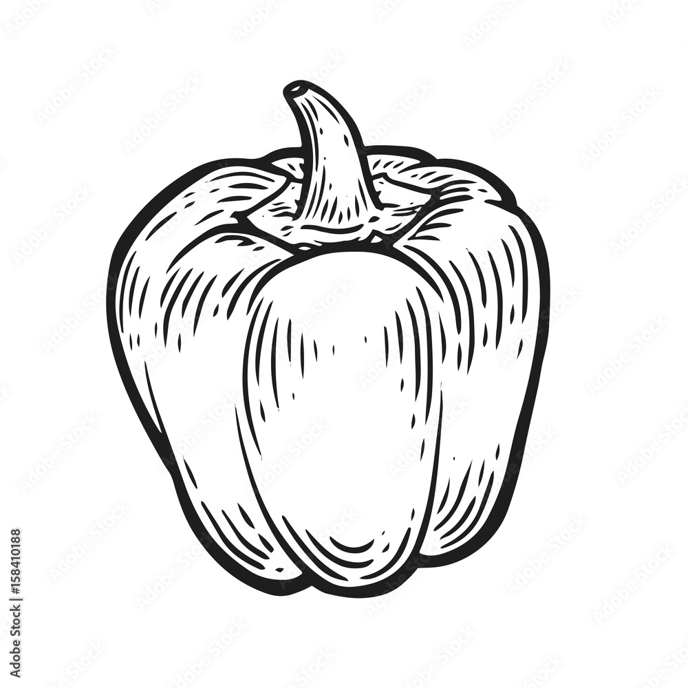 Paprika pepper, chilly spice Vector hand drawn vector illustration ...