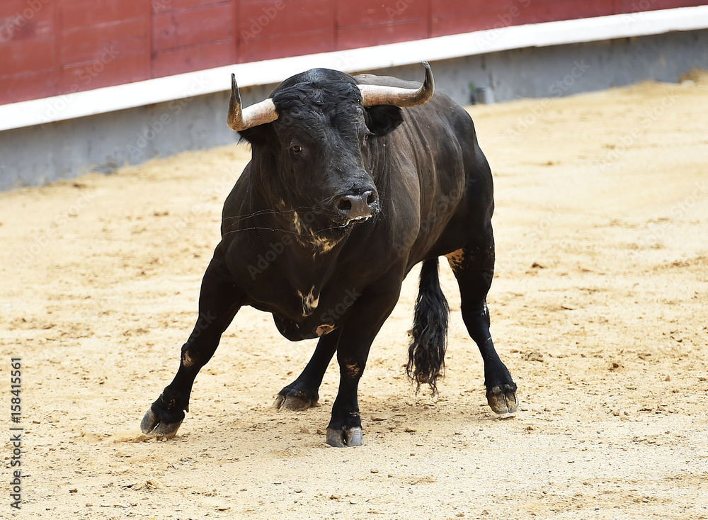 bull Stock Photo | Adobe Stock