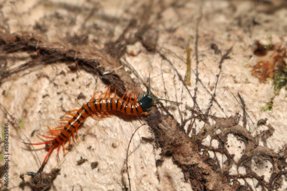 Centipede with beautiful colors in the garden. Stock Photo | Adobe Stock