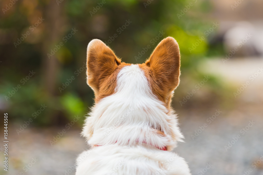 What Does It Mean When Dogs Have Their Ears Back