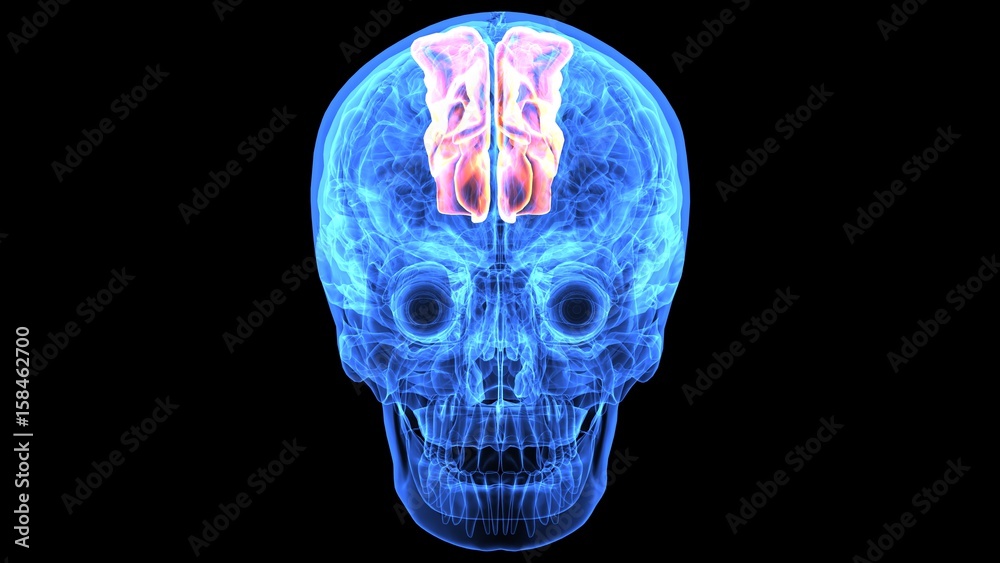 3d illustration of human body brain anatomy parts Stock Illustration ...