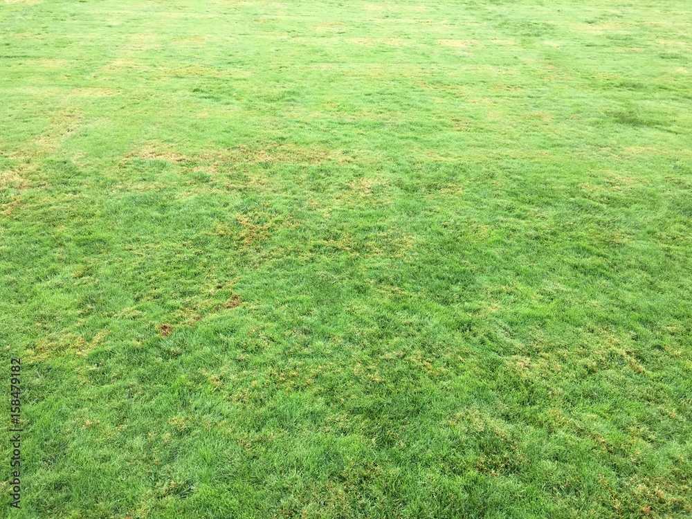 Grass Green. Grass Background. Natural green grass texture, Natural ...